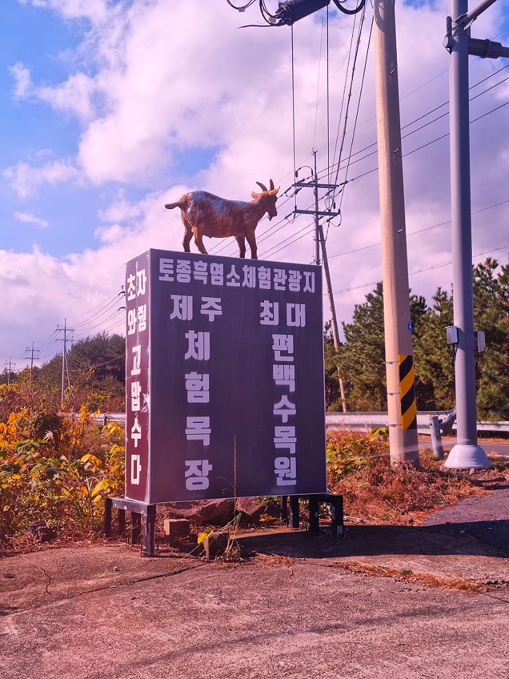 제주투어패스 편백포레스트 체험농장 아이와 가볼만한곳 토종흑염소농장 네이버 블로그