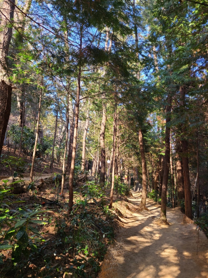 통영 가볼만한곳 나폴리농원 편백나무숲에서 맨발걷기 족욕체험 통영 여행 코스 추천 네이버 블로그