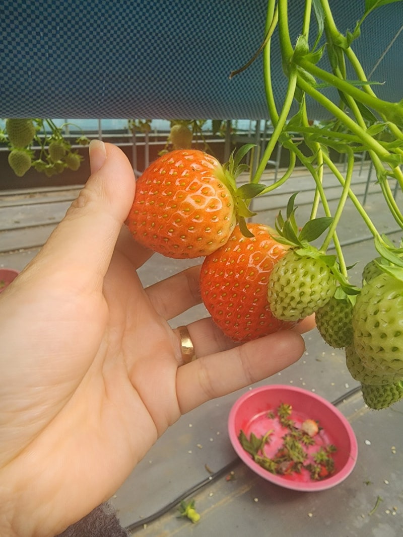 부산 근교 아이와 가볼만한곳 양산 딸기 체험 동방 딸기 네이버 블로그