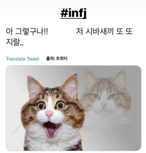Infj 여자 Isfp 남자 궁합 어울리는 이유 인프제 잇프피 연애 네이버 블로그