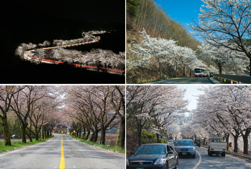 충북 제천시 청풍호벚꽃축제 2025년 제천 벚꽃개화시기 청풍벚꽃 만개시기 명소 가는길 위치 주소 숙소 2025