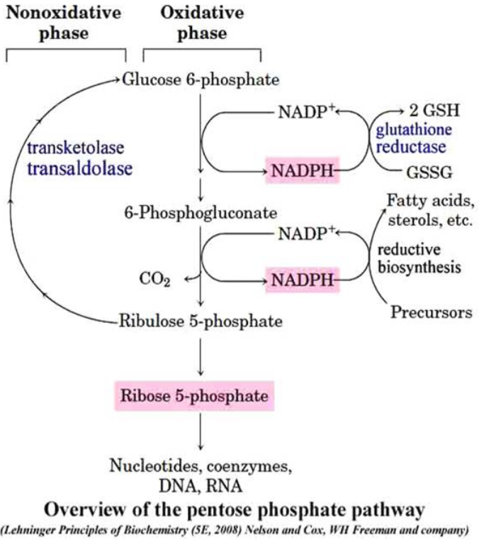 오탄당 인산 경로(Pentose-phosphate pathway) | 산화적PPP, 비산화적PPP, NADPH 획득 : 네이버 블로그