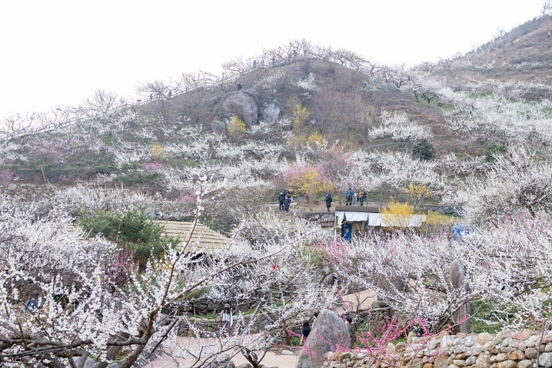 봄꽃구경 매화명소 매화개화시기 부터 광양매화마을 양산 원동 매화축제 네이버 블로그