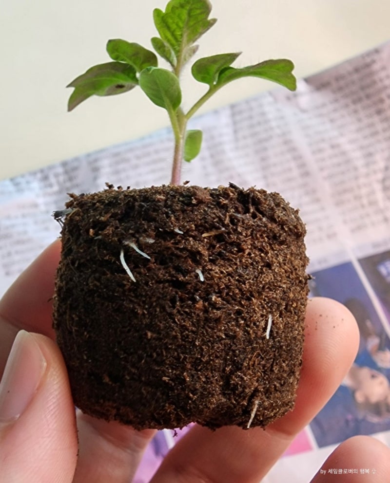 집에서 방울토마토 앉은뱅이 방울토마토 키우기 1 화분에 심어주기 네이버 블로그