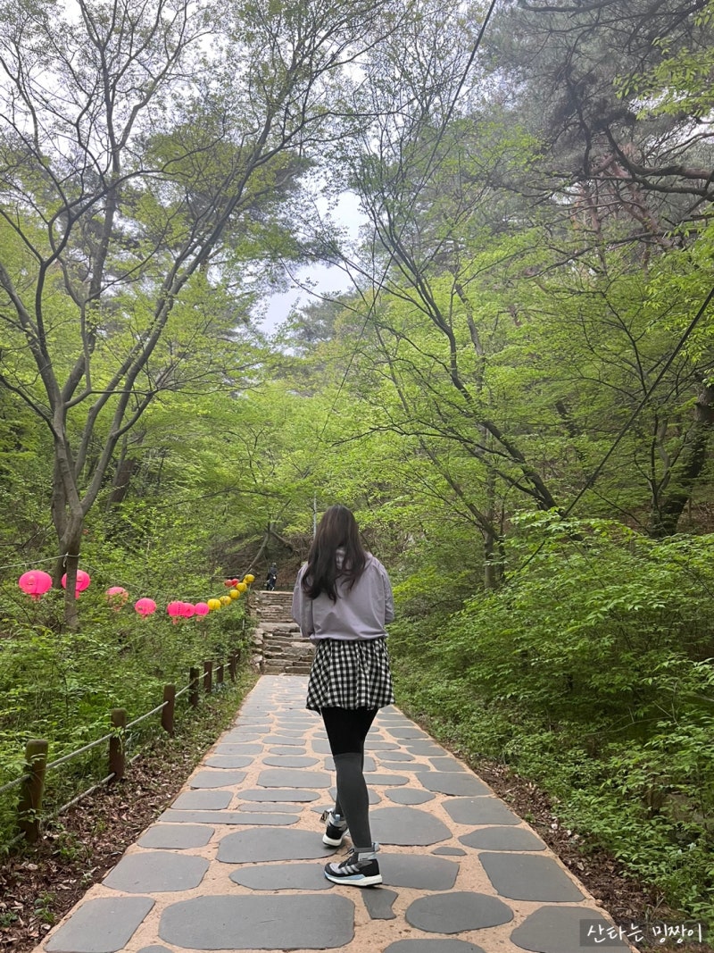 서산 개심사 겹벚꽃명소 봄여행지추천! : 네이버 블로그