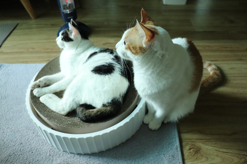 고양이 여드름 알러지 피부병 및 턱드름 꼬드름 원인 및 연고 후기 네이버 블로그