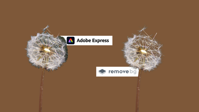 사진 배경 제거 툴사이트 비교 리무브비지 Removebg 어도비 익스프레스 Adobe Express 이미지 배경 지우기