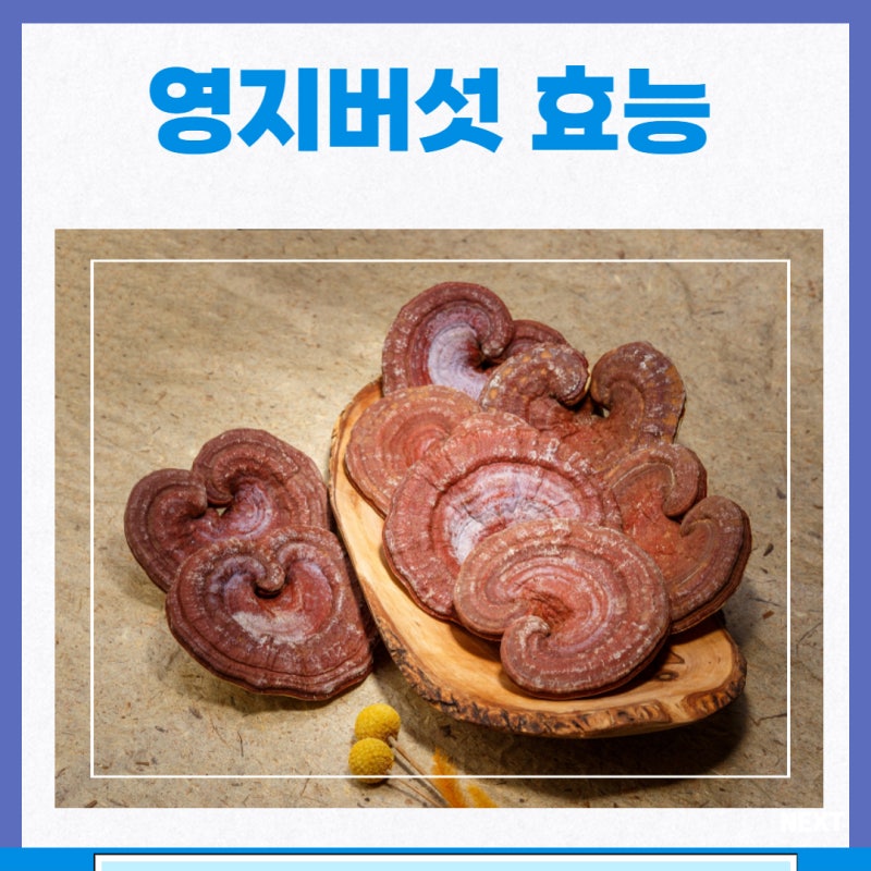 영지버섯 효능 부작용 영지버섯차 영지버섯물 네이버 블로그