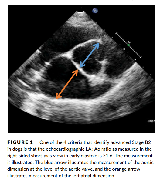 강아지 MMVD(Myxomatus Mitral Valve disease), 강아지 이첨판폐쇄부전증이란? 강아지 MMVD의 단계 ...
