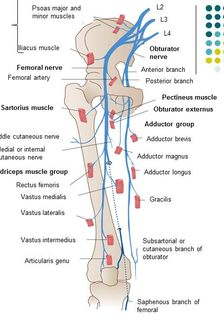 obturator nerve block 폐쇄신경 차단술, 초음파 유도하 신경차단술 방법과 팁 : 네이버 블로그