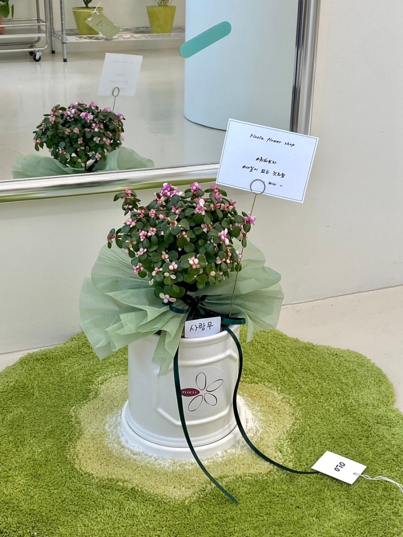 오송꽃집 오송 플로시아 개업화분 오송2산단 화분 집들이 화분 네이버 블로그