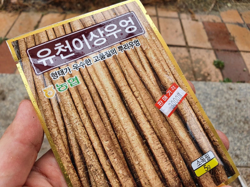 잎 뿌리 우엉 심는시기 씨앗 파종시기 모종 심기 심는법 수확시기 키우기 재배 방법 네이버 블로그