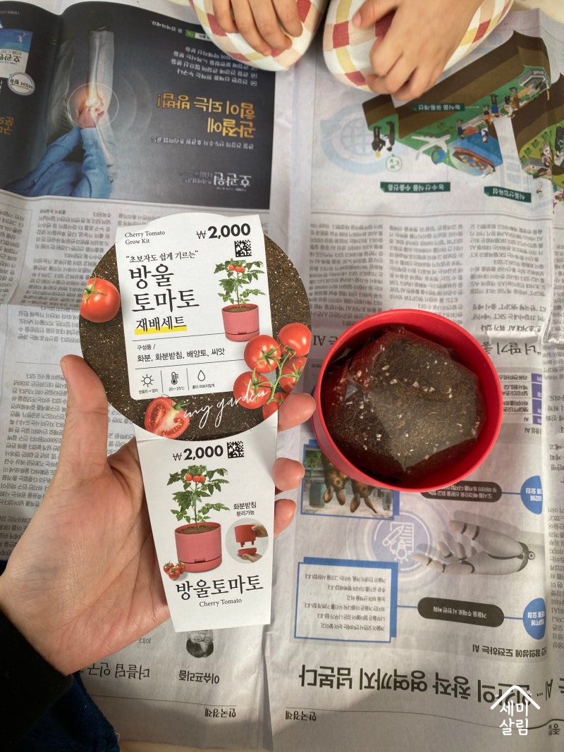 다이소 방울토마토 키우기 키트 세트 씨앗부터 발아까지 네이버 블로그