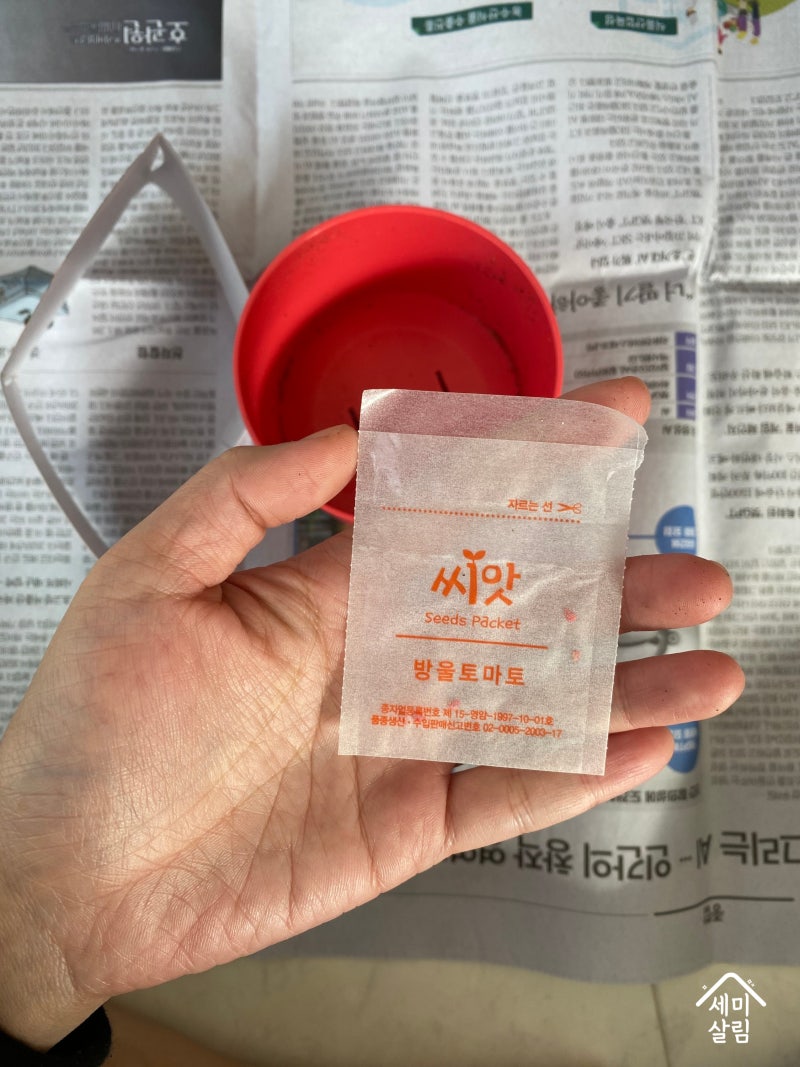 다이소 방울토마토 키우기 키트 세트 씨앗부터 발아까지 네이버 블로그