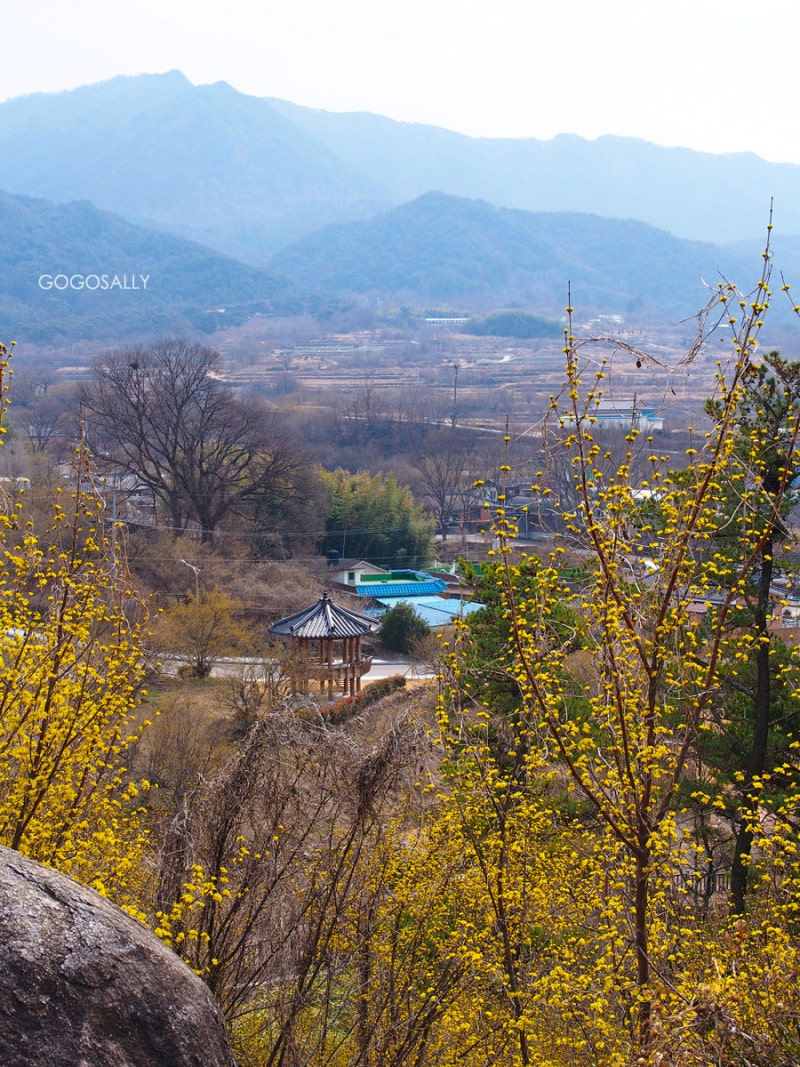 구례 산수유마을산수유꽃축제 추천코스 스탬프투어 방법 포토존 위치 산수유 꽃말 네이버 블로그