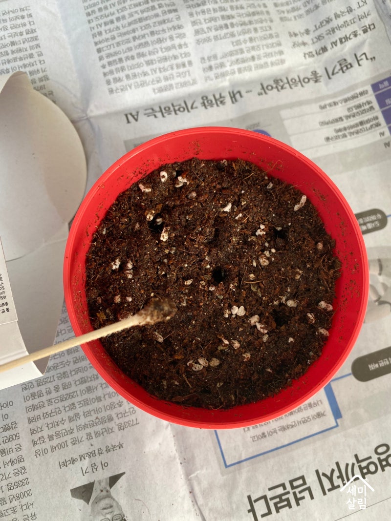 다이소 방울토마토 키우기 키트 세트 씨앗부터 발아까지 네이버 블로그