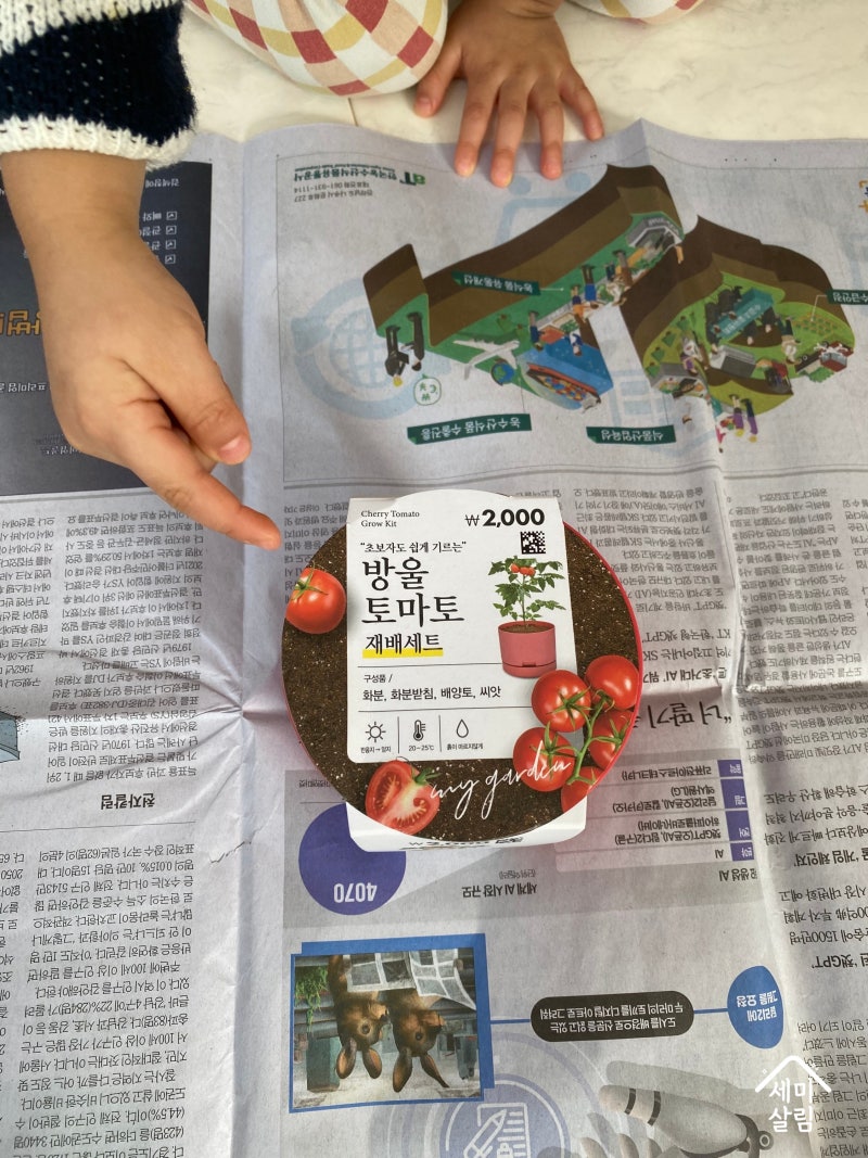 다이소 방울토마토 키우기 키트 세트 씨앗부터 발아까지 네이버 블로그