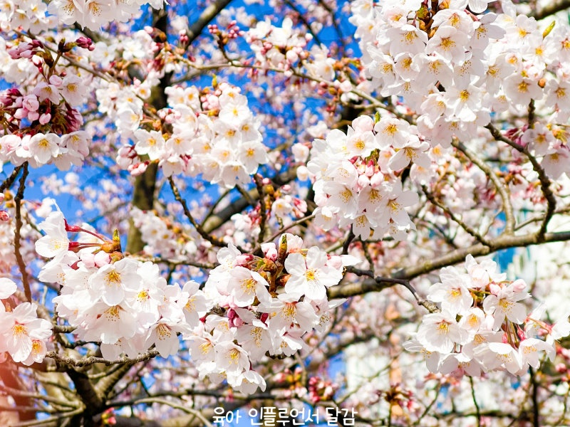 2023 벚꽃 개화시기 만개시기 서울 수원 춘천 부산 경주 벚꽃 명소 벚꽃 꽃말 네이버 블로그
