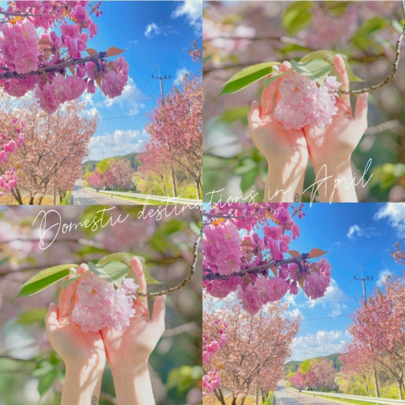 4월 국내여행지 전국 겹벚꽃 왕벚꽃 명소 Best 8 네이버 블로그