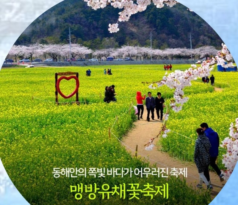 삼척맹방유채꽃축제 기본정보 맹방유채꽃마을 유채꽃 명소 삼척 여행 가볼만한곳 네이버 블로그
