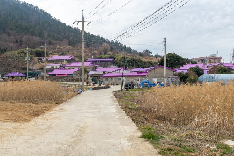 전남 가볼만한곳 신안 퍼플교 퍼플섬안좌도 반월도 박지도 여행지 추천 네이버 블로그