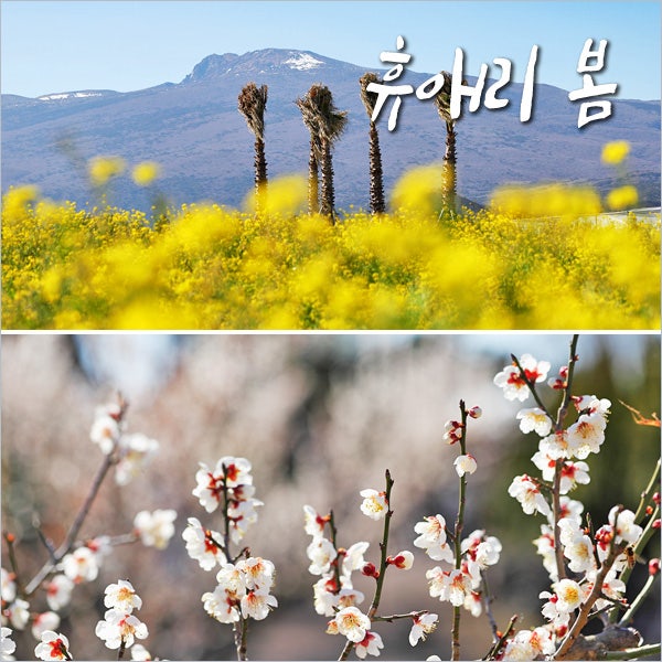 제주 매화축제 제주도 휴애리 제주 유채꽃 명소 3월 꽃구경 네이버 블로그