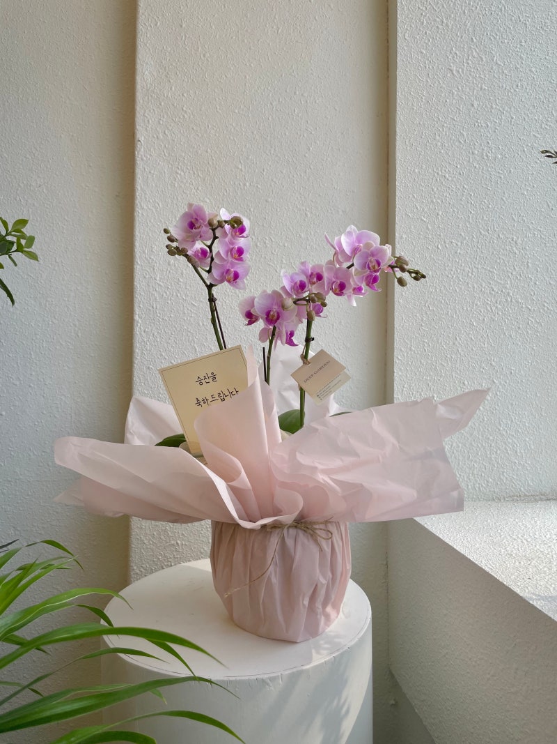 서양난 : 네이버 블로그