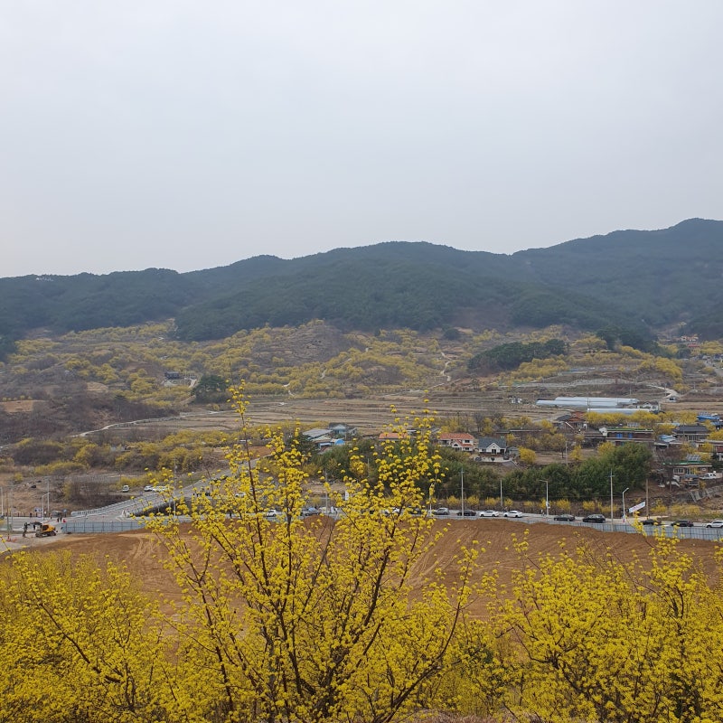 전남 구례 산수유꽃 축제 직접 다녀온 후기 네이버 블로그