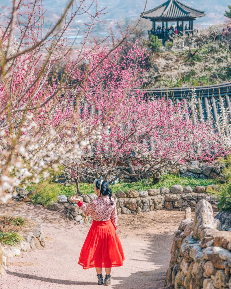 2023 광양 매화축제 개화상태 주차 포토존 이벤트 광양 여행🌸 네이버 블로그