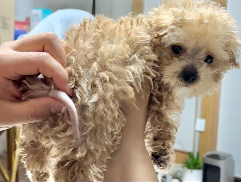 강아지 털빠짐 각질꼬리 콧등귀 탈모 Or 피부병 강아지 딱딱소리 말티푸 4개월 수컷 네이버 블로그