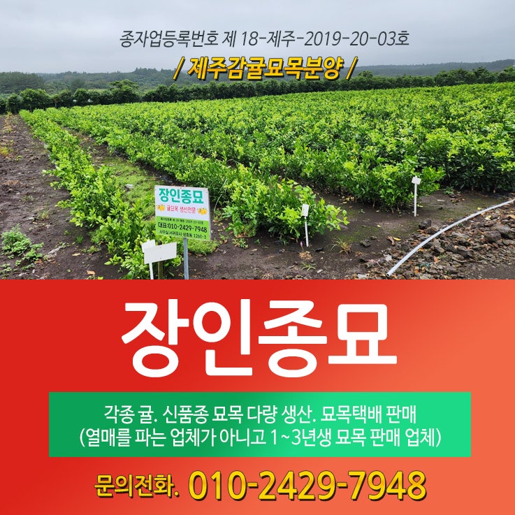제주감귤묘목분양 전문 튼튼한 묘목을 생산 판매합니다 : 네이버 블로그