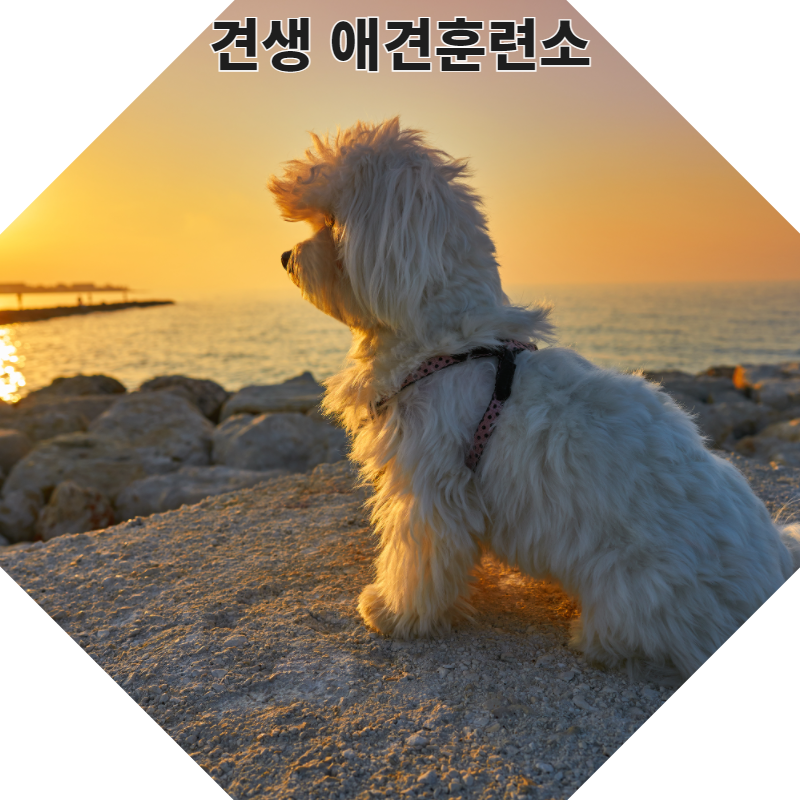 견생 애견훈련소 강아지가 짖는 이유 알아보기 네이버 블로그