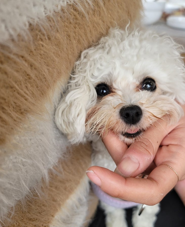 강아지 고등어 생선구이 회 캔 먹어도 되나요? : 네이버 블로그