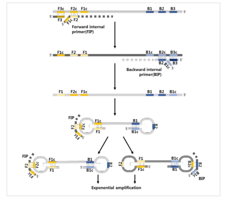 PCR 원리 및 관련 시약을 소개합니다. LAMP(Loop-mediated isothermal amplification ...