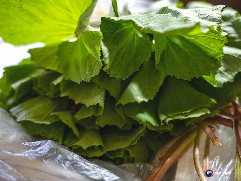 봄철 불청객 미세먼지, 건강 채소 ‘머위’로 이겨내요 : 네이버 블로그