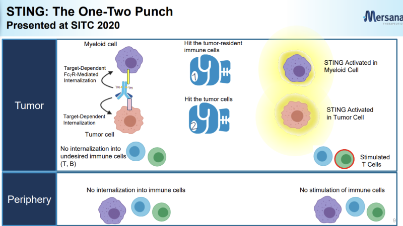 GSK/Mersana의 ADC(Her2-STING agonist) 약물(XMT-2056) 환자 사망으로 인한 임상 중단 ...