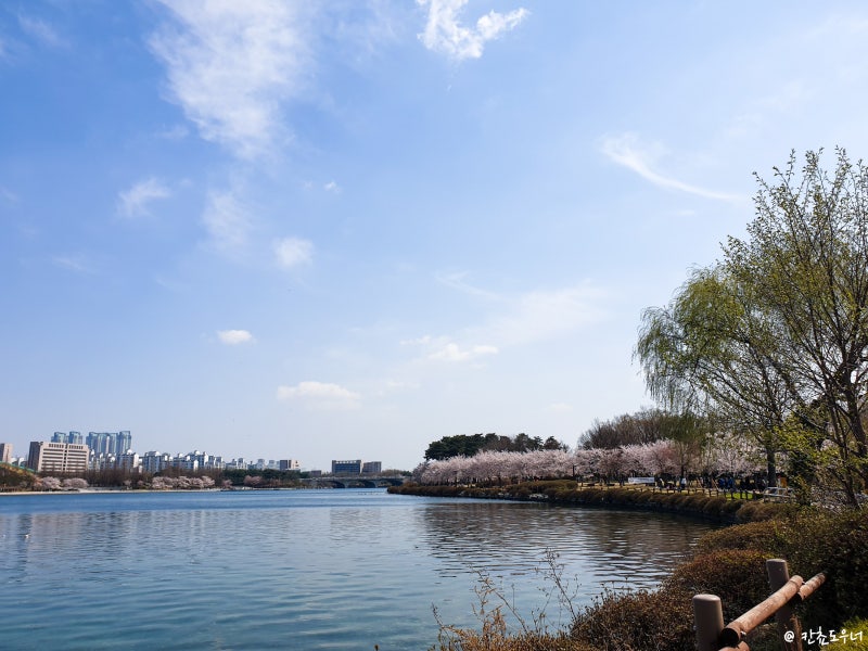 벚꽃 명소 경기도 일산 호수공원 꽃구경 개화시기 And 음악분수 노래하는 분수대 주차장 정보 네이버 블로그