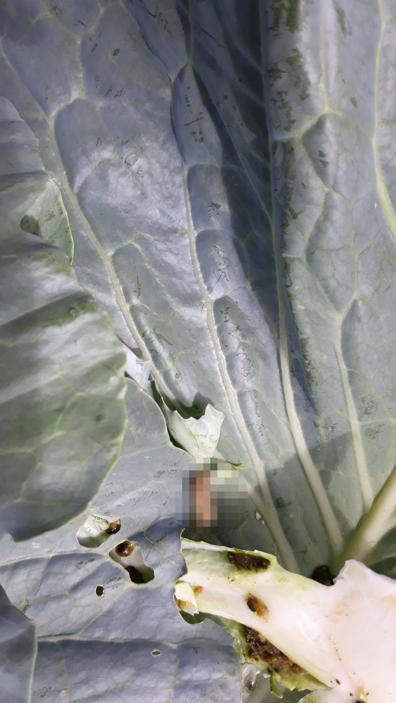 양배추 심는시기 수확시기 모종 심기 재배 키우기 방법 네이버 블로그