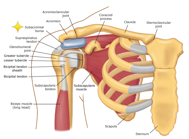 어깨 염증, 활액낭염(shoulder bursitis)가 생기는 이유와 증상, 진단 방법까지. : 네이버 블로그