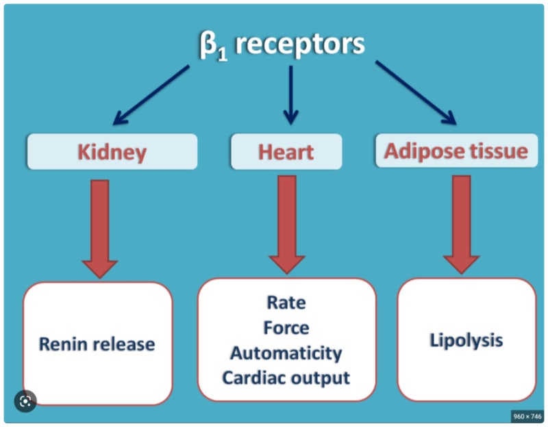 [간호사] 브레비블록(Brevibloc, esmolol) 작용기전, 효과, Mix 방법, 투약법, 부작용, 위험성 : 네이버 블로그