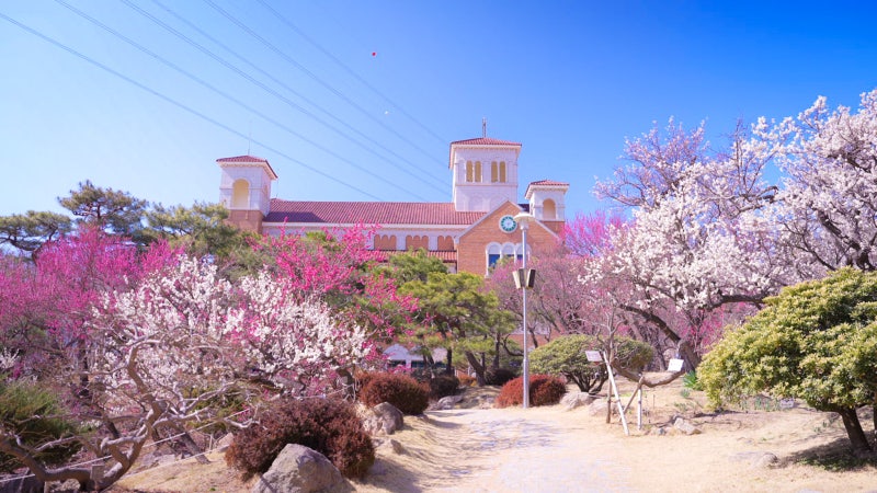 순천홍매화 탐매마을순천복음교회 여기만 가도 다 본거임 네이버 블로그