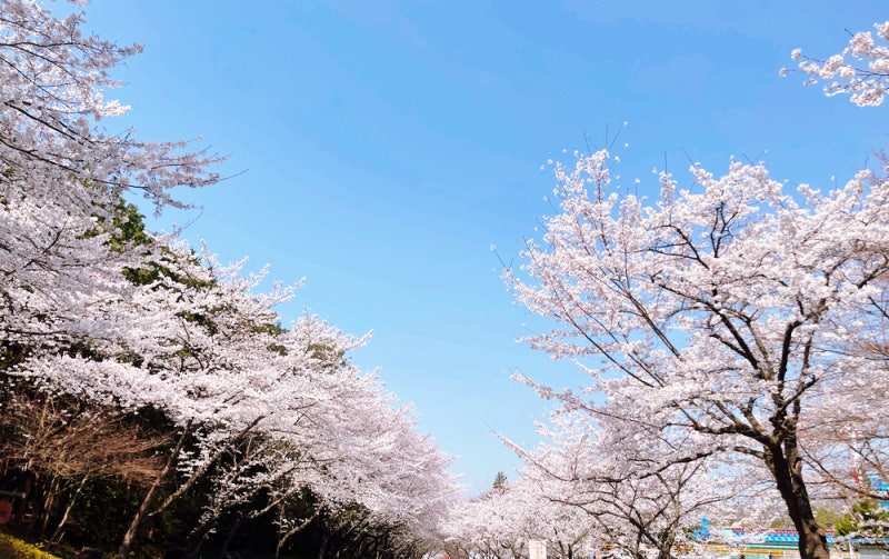광주 벚꽃 명소 개화시기 가볼만한 곳 중외공원 어린이대공원 우치공원 패밀리랜드 화순 동구리 호수공원 네이버 블로그