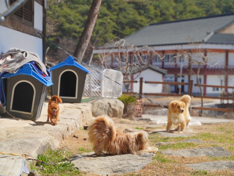 함양 가볼만한곳 개평한옥문화체험휴양마을 숙박여행 함양온데이 네이버 블로그