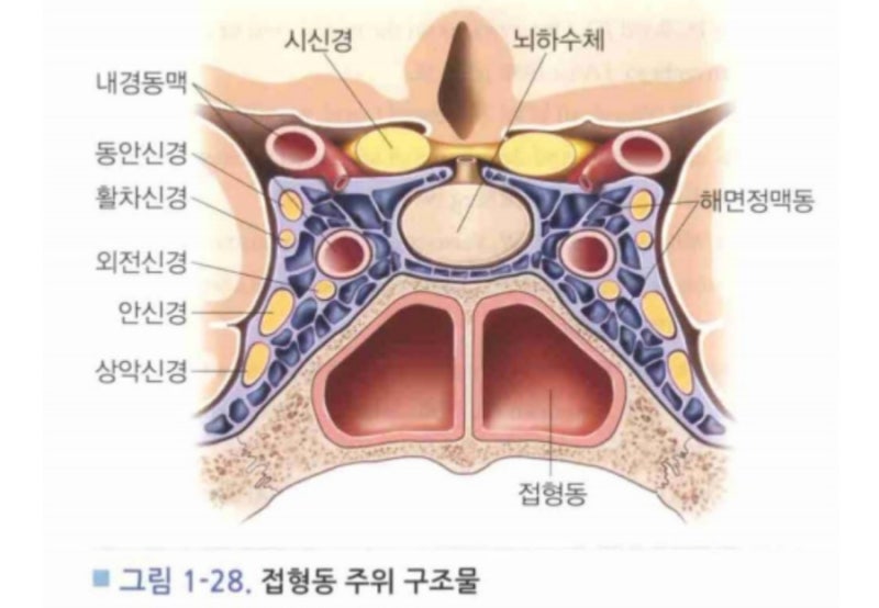 4 수술대 위의 임산부2 Feat 뇌하수체선종 수술 준비물 및 수술후기 당일and다음날 네이버 블로그