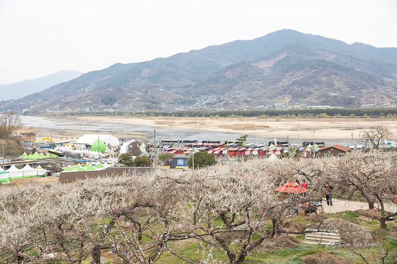 전남 여행지 추천 광양매화마을 광양매화축제 꽃만개주차장 네이버 블로그