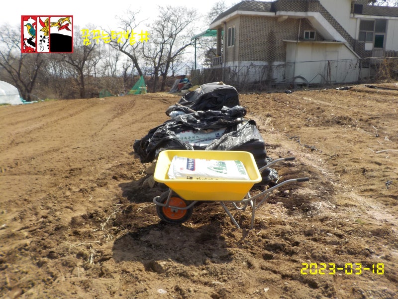 상추는 심고·· 쪽파는 수확하고·· : 네이버 블로그