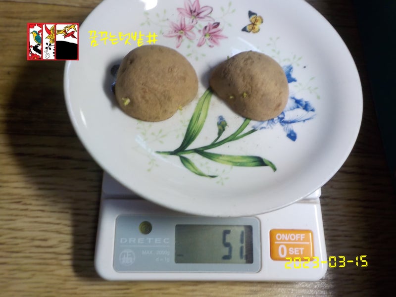 상추는 심고·· 쪽파는 수확하고·· : 네이버 블로그