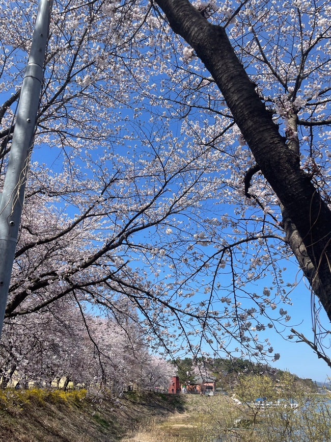 광주 벚꽃 명소 우치공원 패밀리랜드 네이버 블로그