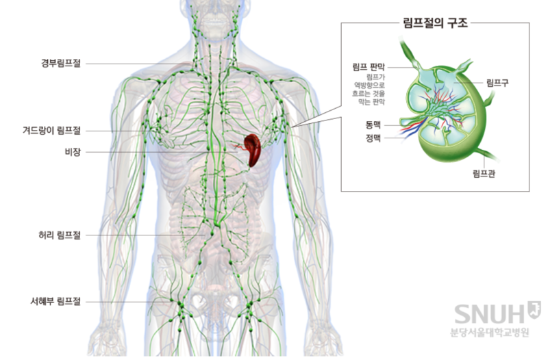 [면역학]제1장. 면역이란 무엇일까? : 네이버 블로그