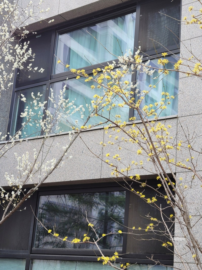 진달래 철쭉 영산홍연산홍 자산홍 꽃 차이 구분법 꽃말 네이버 블로그